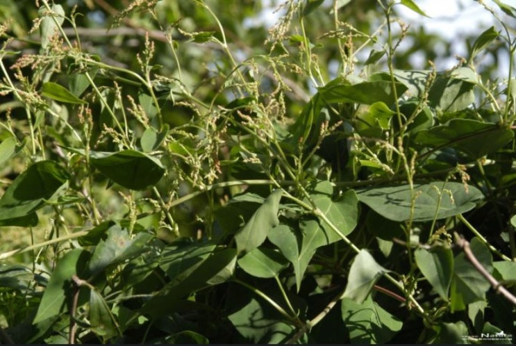 하수오Fallopia multiflora (Thunb.) Haraldson : 네이버 블로그