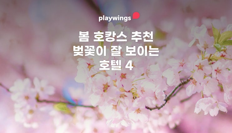 벚꽃 호캉스 즐기기 좋은 호텔 4곳 추천 소피텔 앰배서더 서울 스카이베이호텔 경포 라한셀렉트 경주 켄싱턴리조트 지리산