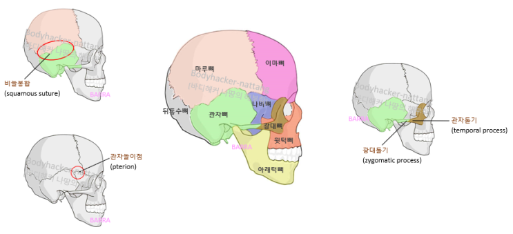 머리뼈 2 2 머리뼈의 모습 옆면 뒷면 바디해커 나땅의 해부학 공부 쉽게 하는 법 네이버 블로그