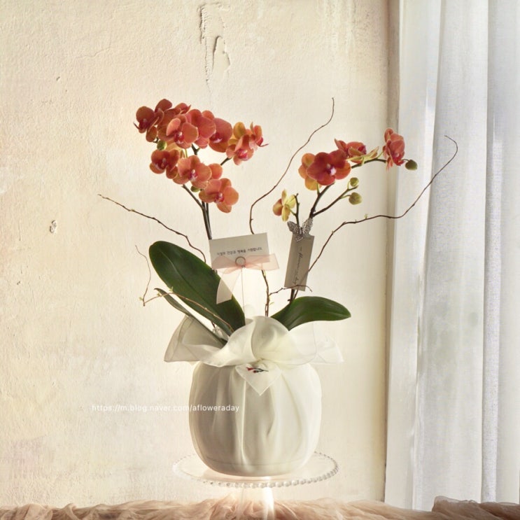A Flower A Day 어플라워어데이 오렌지호접란 고급서양난화분 오렌지호접난화분 보자기포장화분 고급보자기화분 축하화분선물