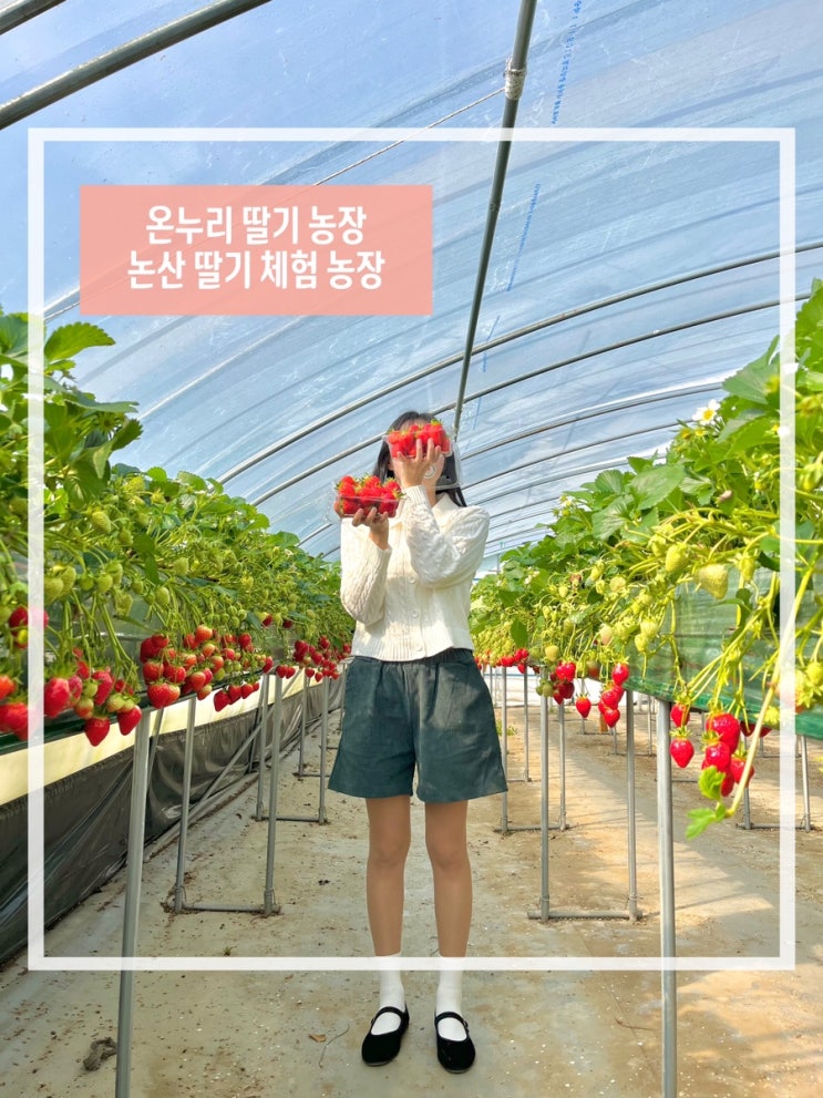 논산 온누리 딸기 농장 논산 딸기 체험 농장 논산 아이와 가볼만한 곳 다양한 체험 프로그램🍓 네이버 블로그