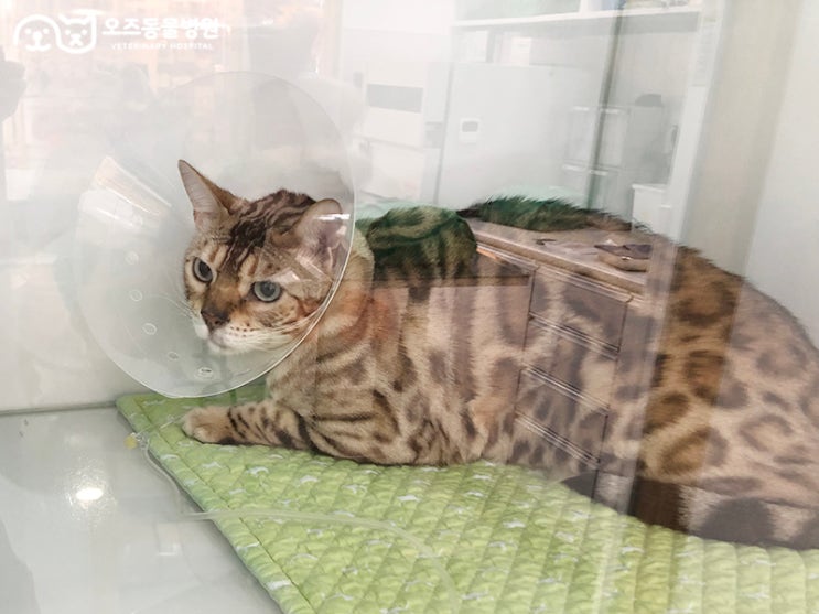 수원 고양이치과 엑스레이 검사를 통한 치아흡수성병변(FORL) 진단 동물병원 : 네이버 블로그