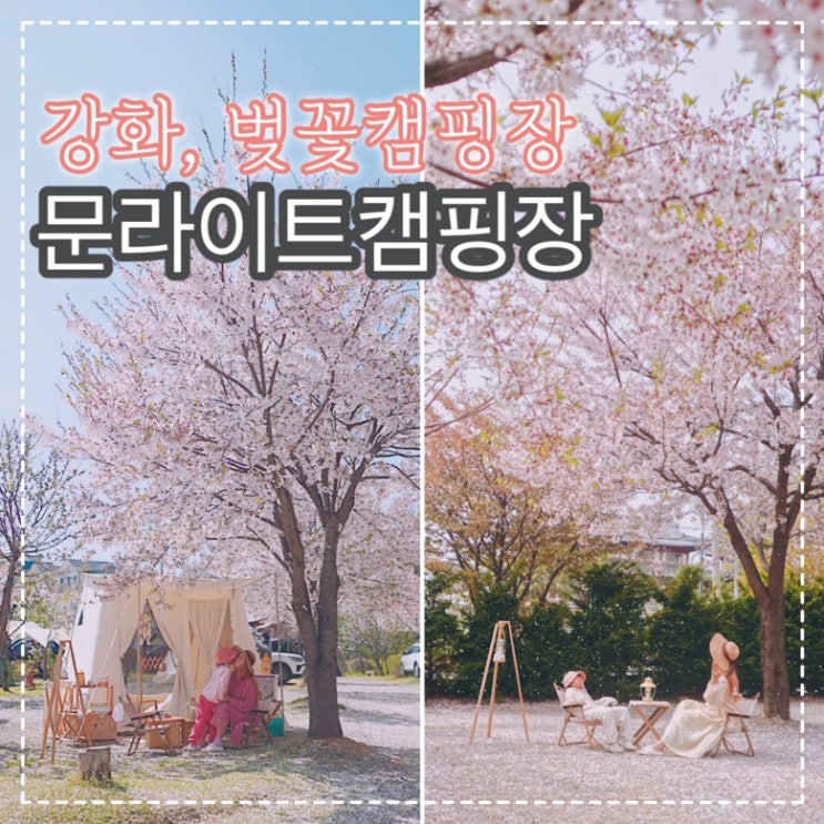 인천 강화 벚꽃캠핑장 문라이트캠핑장 벚꽃비 맞으며 벚꽃캠핑 네이버 블로그