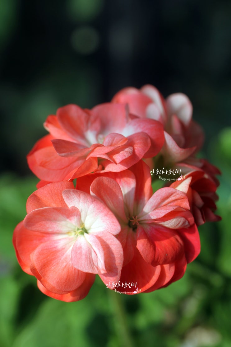 파종이 : 네이버 블로그