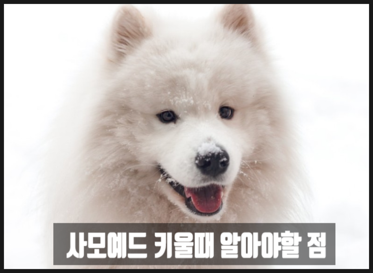 대형견 종류 사모예드 성격 털빠짐 심한 솜뭉치 키울때 꼭 알아야할 점 네이버 블로그