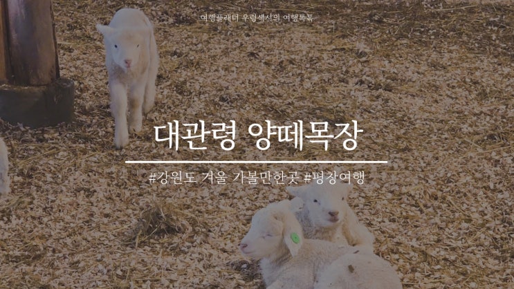 겨울 강원도 가볼만한곳 대관령 양떼목장feat 2월 설경 네이버 블로그
