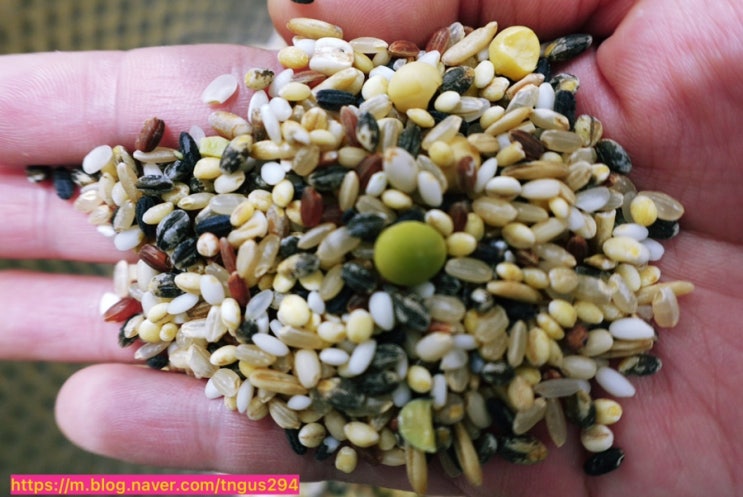 자몽주부의 맛있는잡곡밥 친환경 무농약 잡곡15곡혼합으로 잡곡밥만들기! : 네이버 블로그