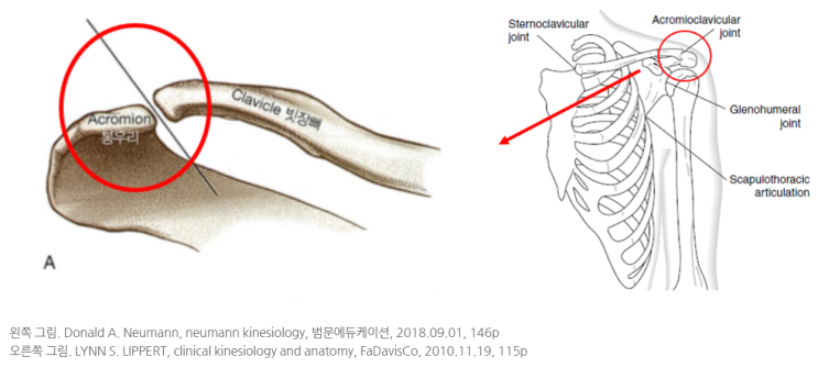 어깨복합체 관절봉우리빗장관절acromioclavicular Jt Acjt어깨가슴관절scapulothoracic Jt