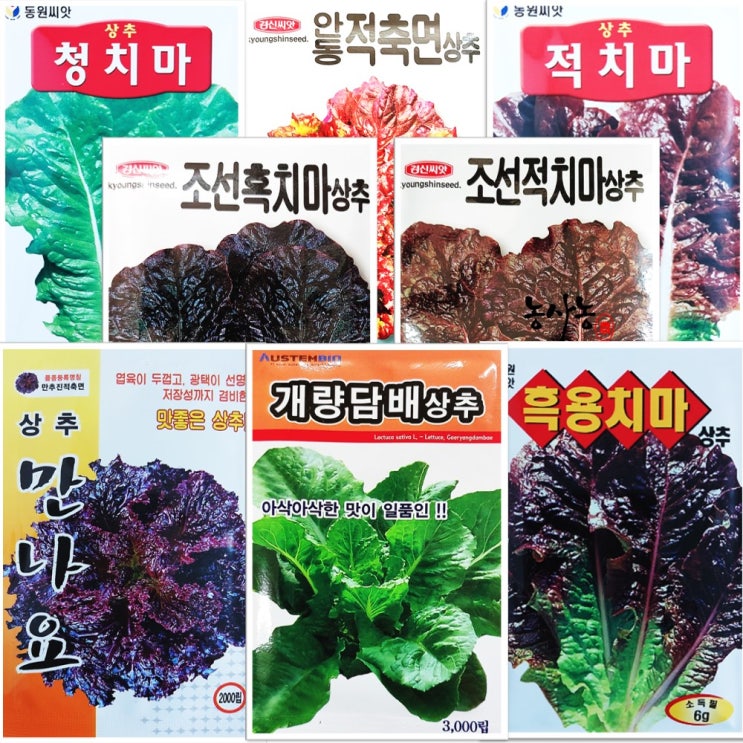 모종 흑상추 안동 담배 청상추 적상추 초록 셀러드 상추 씨앗 심는시기 봄 여름 가을 월동 재배방법 네이버 블로그