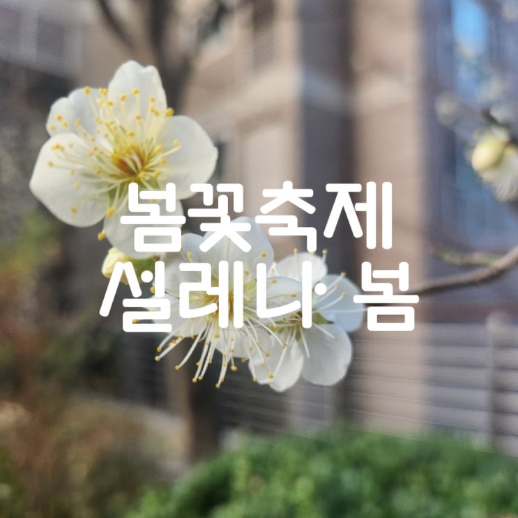 봄꽃축제 정보 광양 매화마을 구례 산수유꽃 벚꽃축제 나들이 가자 네이버 블로그