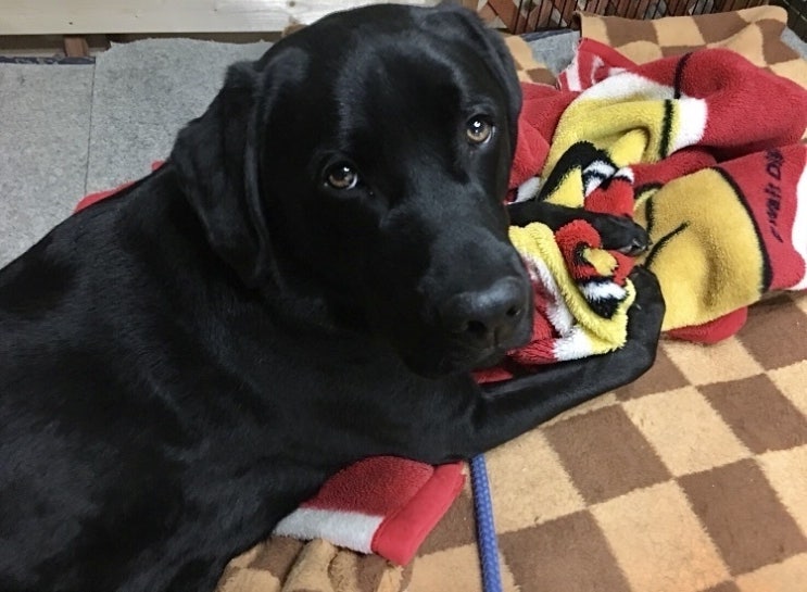 [5ch] 친가에서 개랑 노는 것밖에 할 게 없어wwwwwwwwww : 네이버 블로그