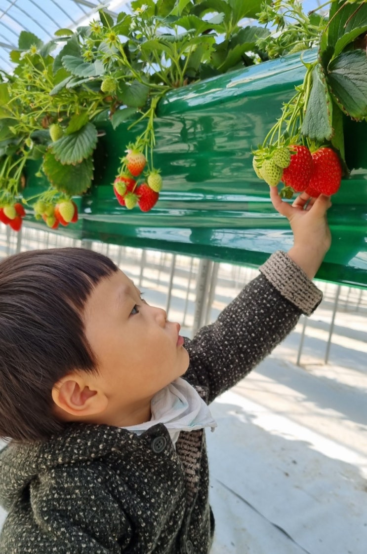 양평 곤충박물관돈까스맛집 오늘딸기체험 물오른딸기 아이와함께 가볼만한곳 코스 네이버 블로그