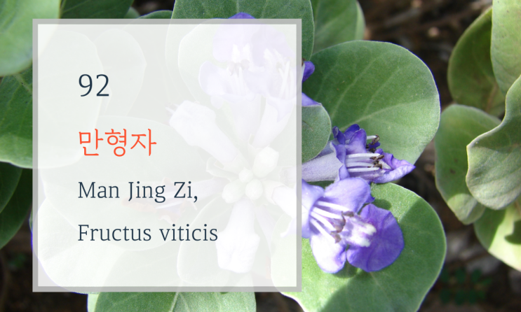 92 만형자(Man Jing Zi, Fructus viticis), 현대한의학으로 이해하기! (2023.10.14. 수정 ...