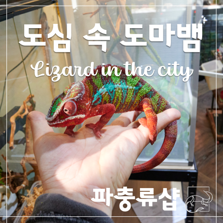 도심속도마뱀 3월 분양리스트 다양한 파충류가 뛰어 다니는 중 구로·신도림·서울 파충류 샵 네이버 블로그