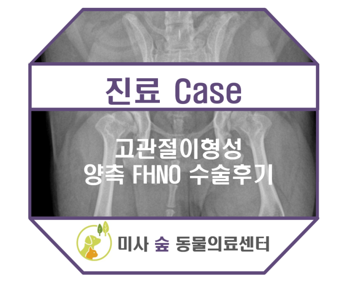 고관절 이형성, 양측 FHNO 수술후기 [외과 전문 미사숲동물의료센터 / 미사신도시 동물병원] : 네이버 블로그