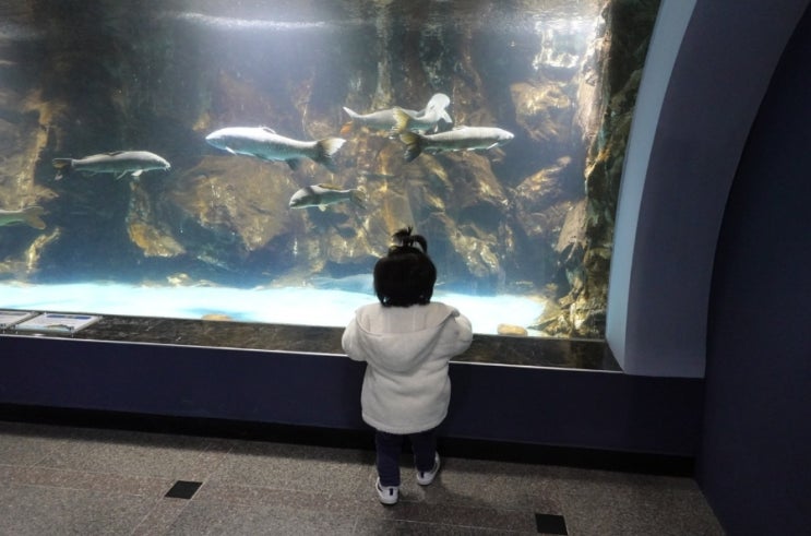 양평 아이와 양평 민물고기 생태학습관 네이버 블로그