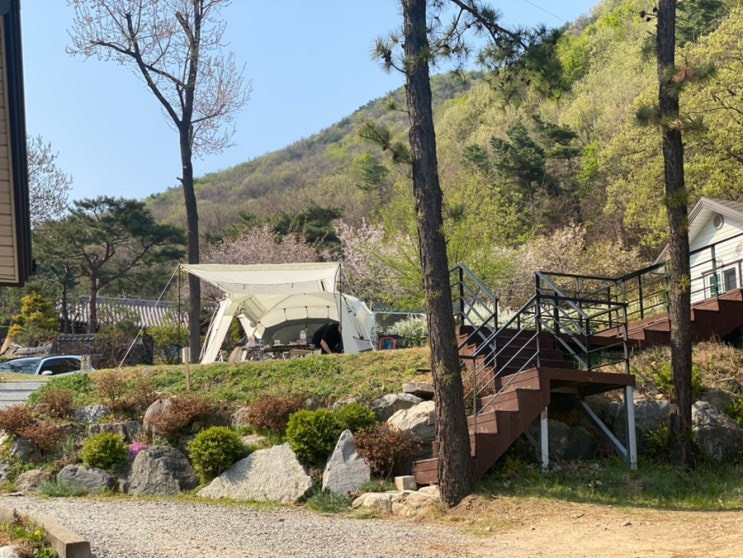 경기 캠핑장 용인 자연숲캠핑장 벚꽃 명당 자리 벚꽃캠핑장 추천ㅣ근처 밥집 푸짐한밥상 네이버 블로그