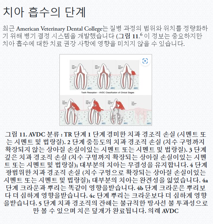 하남미사고양이치아흡수성병변 FORL(Feline Odontoclastic Resortive Lesions) : #미사센트럴동물 ...