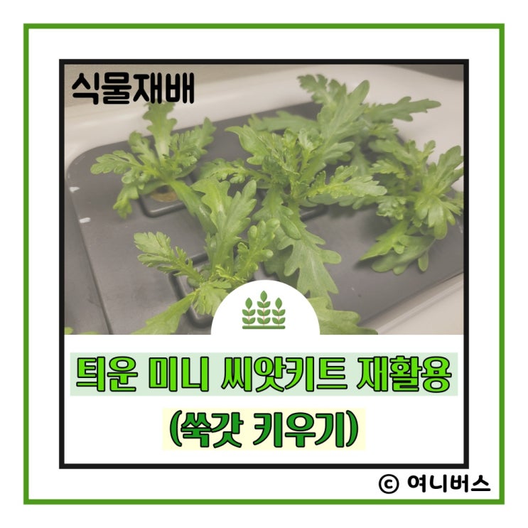 틔운 미니 씨앗키트 재활용쑥갓 29일차 수확후기 네이버 블로그