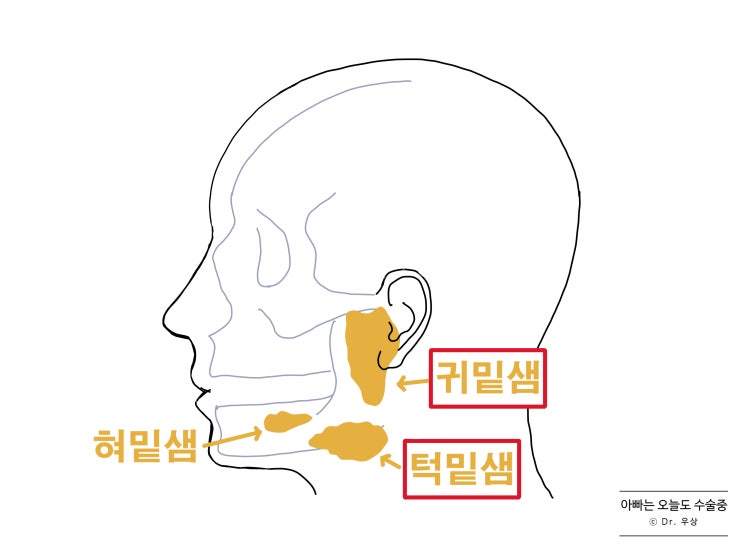 침샘보톡스 방법 효과 및 부작용 Feat 성형외과 전문의 네이버 블로그