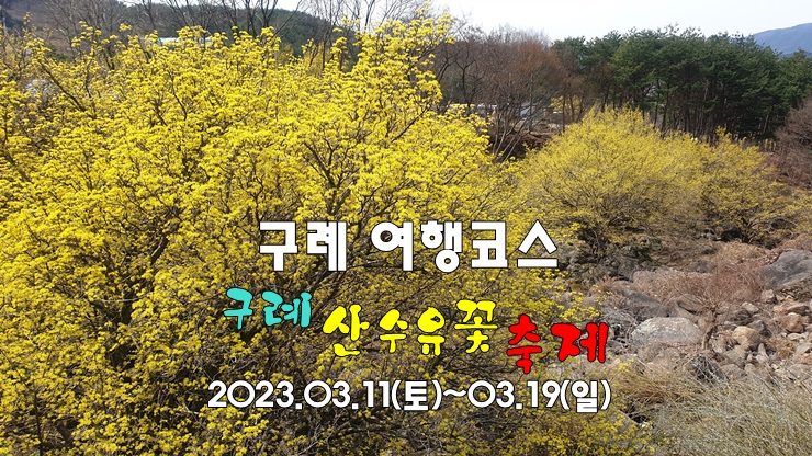 구례 가볼만한곳 구례 여행지 구례 산수유꽃 축제 구례 산수유 개화시기 네이버 블로그