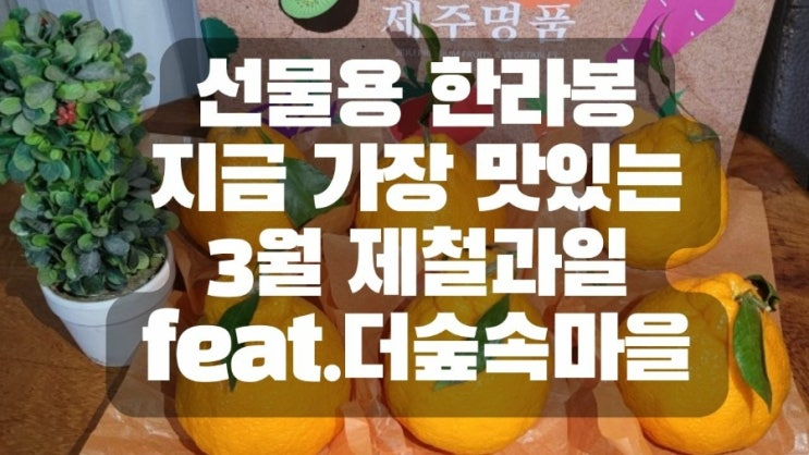 선물용 한라봉 지금 가장 맛있는 3월 제철과일 Feat더숲속마을 네이버 블로그