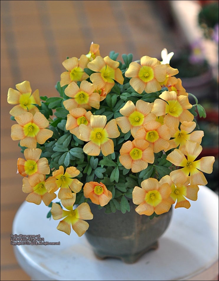 [Oxalis obtusa orange cat] : 네이버 블로그