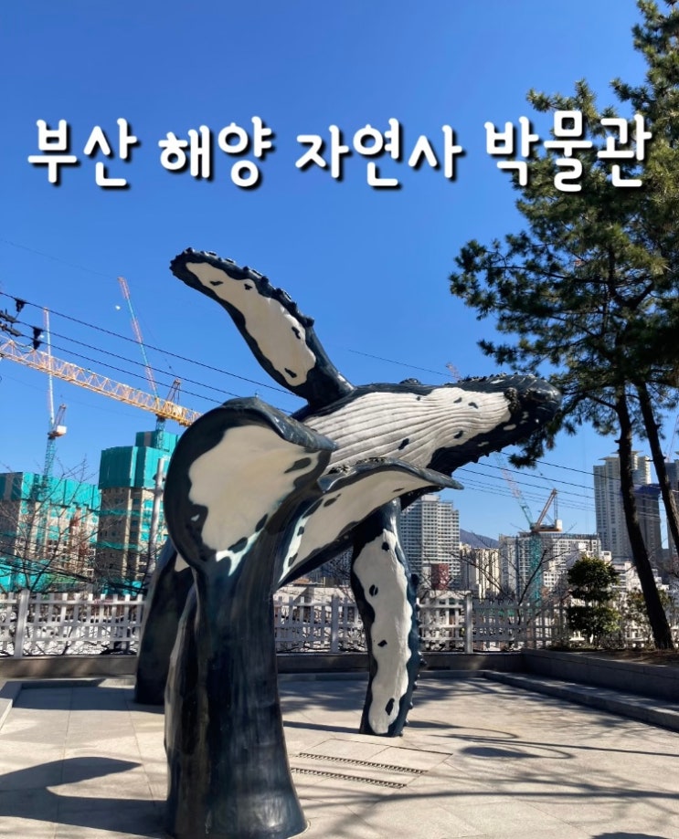 [부산 아이랑 갈만한 곳] 뱀 악어 실제로 볼 수 있는 부산 해양사 박물관 🐋 네이버 블로그