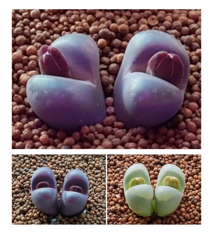 반려 식물 리톱스 루비 청루비 꽃 수정 후 씨방 채종 파종 후기 일지 기록 네이버 블로그