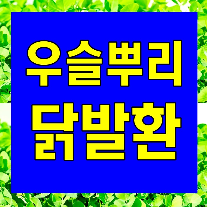 닭발 우슬 뿌리 효능과 국산 우슬닭발환 우슬차 분말 먹는법 파는곳 네이버 블로그