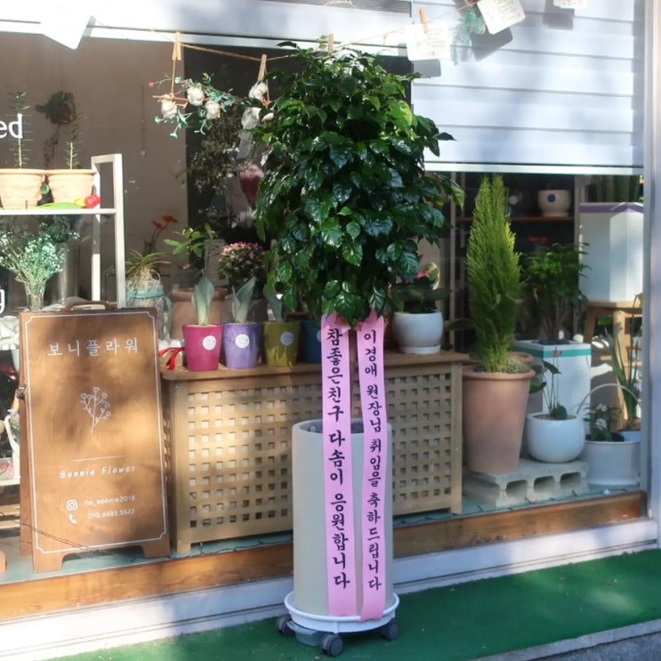 개업축하화분💚 녹보수 오픈축하선물 재물행운 창원꽃집 마산꽃집 내서꽃집 삼계꽃집 호계꽃집 함안꽃집 중리꽃집 현동꽃배달 신마산꽃배달