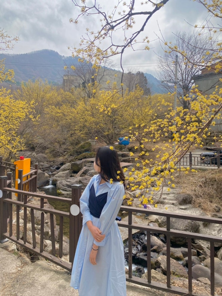 🌼구례산수유마을 축제 주차 지리산치즈랜드 국내 전라도 1박 2일 봄 여행 포토스팟 꿀팁포함 네이버 블로그