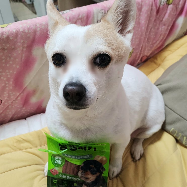 다이소 강아지 간식 말랑한 국내산 댕댕저키 : 네이버 블로그