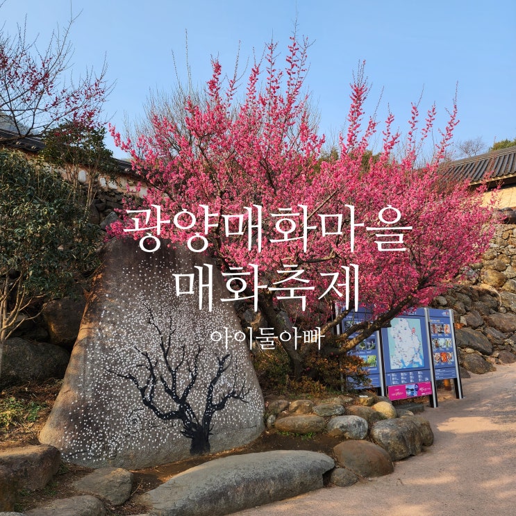 광양매화축제 미리 다녀온 광양매화마을 홍매는 피었지만 행사일정 주차장안내 실시간교통상황 네이버 블로그
