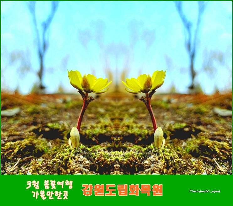 3월 춘천 가볼만한곳 봄꽃구경 강원도립화목원 네이버 블로그