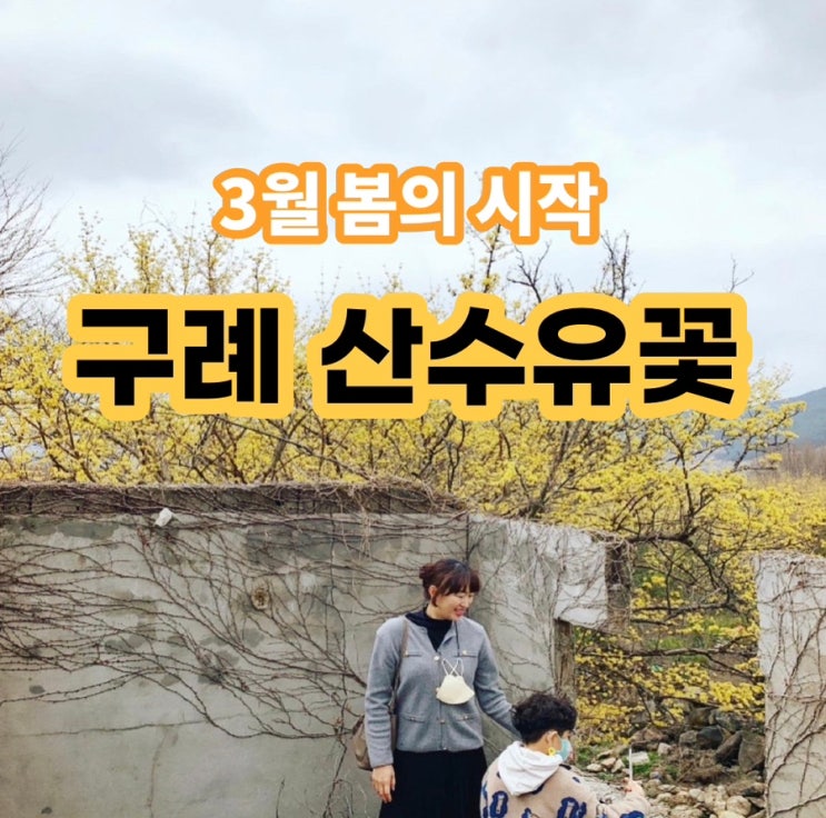 2023 구례 산수유축제 정보 개화시기 아이와 봄꽃여행 네이버 블로그
