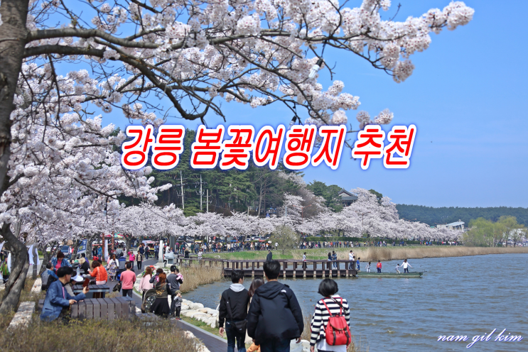 강릉 벚꽃 여행 가볼 만한 곳 추천 네이버 블로그