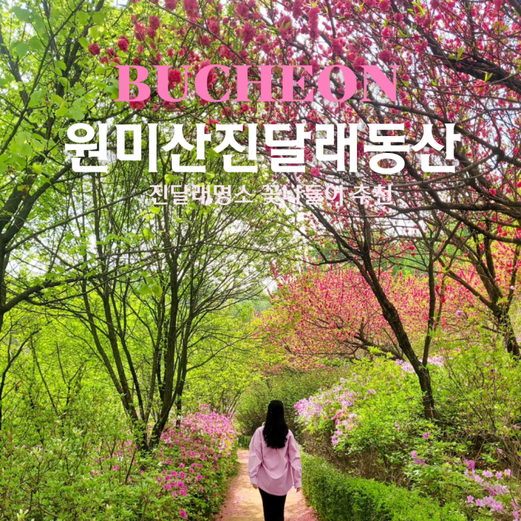 원미산 진달래 꽃축제 진달래 개화시기는 언제 네이버 블로그
