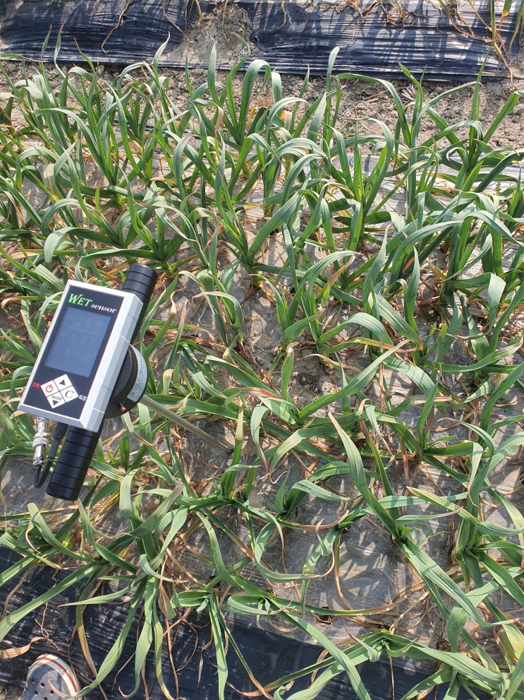 마늘 재배 3월 관리 요령 (상현농자재 처방 방법은?) : 네이버 블로그