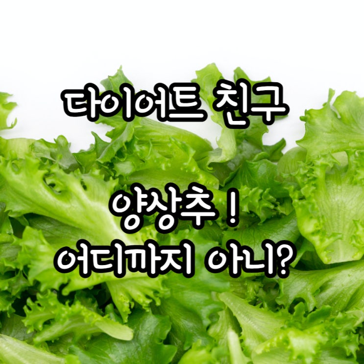 다이어트 친구 양상추 어디까지 아니 영양 손질 보관방법 칼로리 샐러드먹을때 조심할 점 네이버 블로그