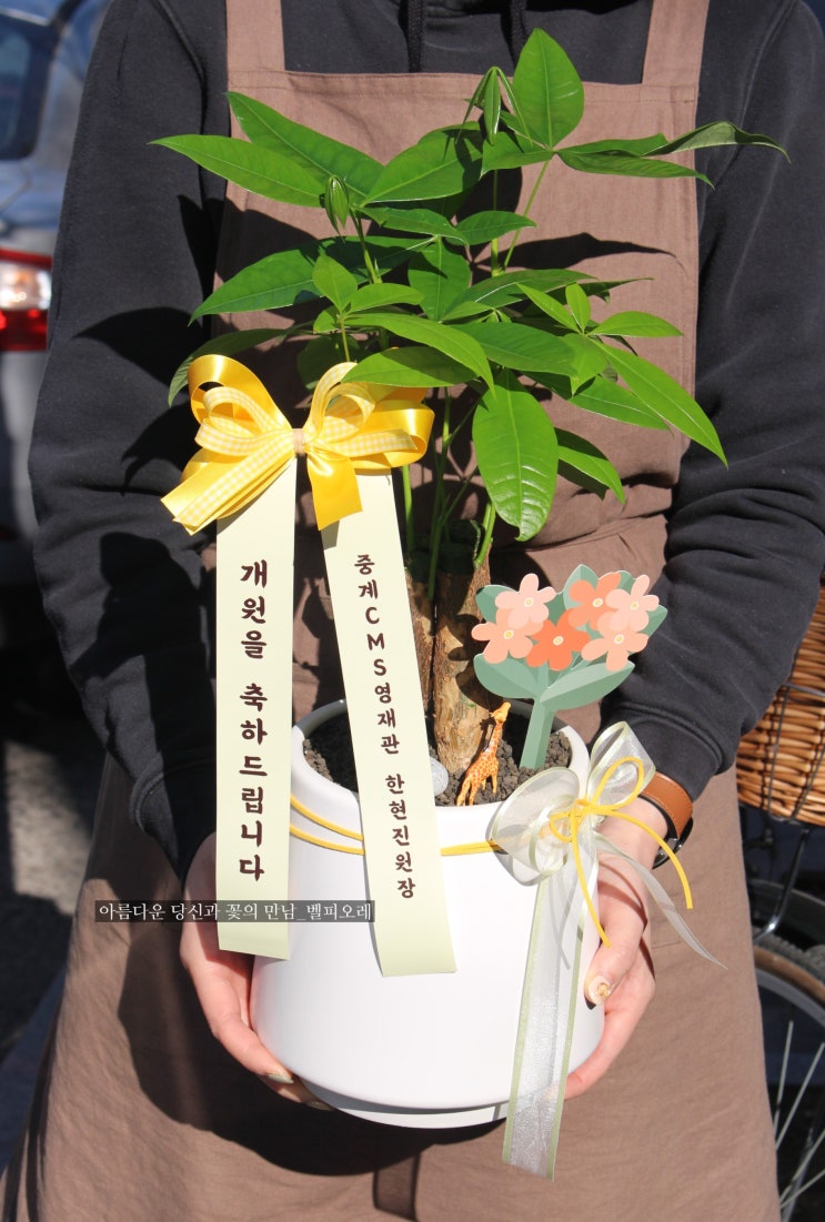 영전 임관 개업 개원 축하 기분좋은 화분 선물 수선화금전수사랑목은행목 안양 평촌 벨피오레 네이버 블로그