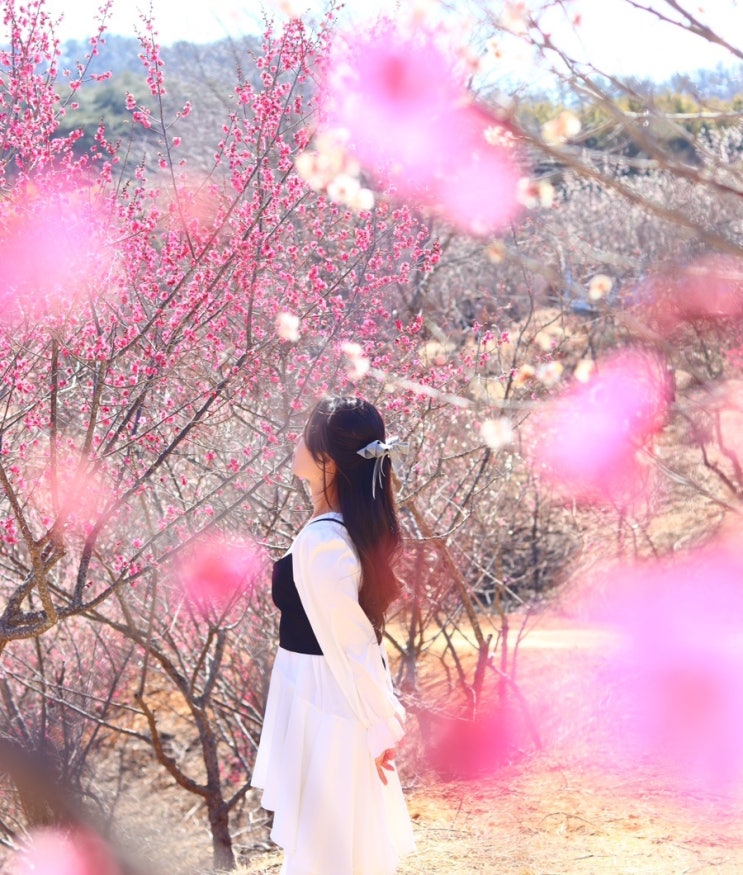 진주 매화숲 경남 3월 봄꽃구경 매화명소 실시간 개화상황 진주 데이트 가볼만한곳 지금이 딱 네이버 블로그
