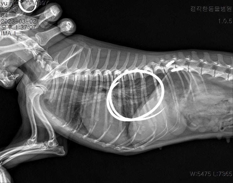 강아지 폐수종, 심부전 (canine pulmonary edema , CHF) : 네이버 블로그