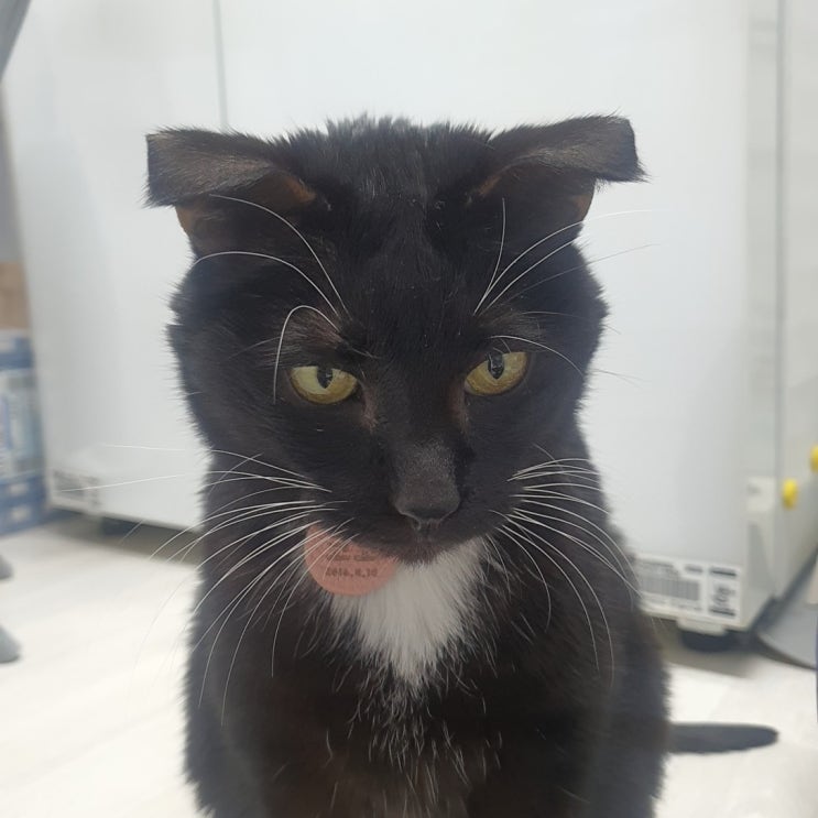 23. 3월 2주 - 귀처진 고양이, 배드민턴 레슨2회, 주말 운동 (3.6.~3.12.) : 네이버 블로그