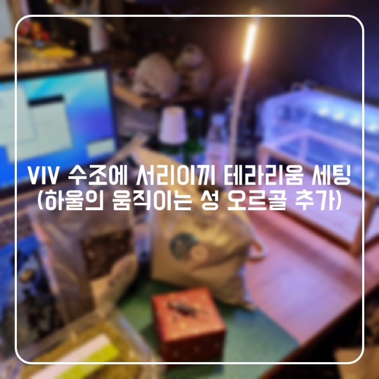 VIV 수조에 서리이끼 테라리움 세팅(하울의 움직이는 성 오르골 추가) : 네이버 블로그