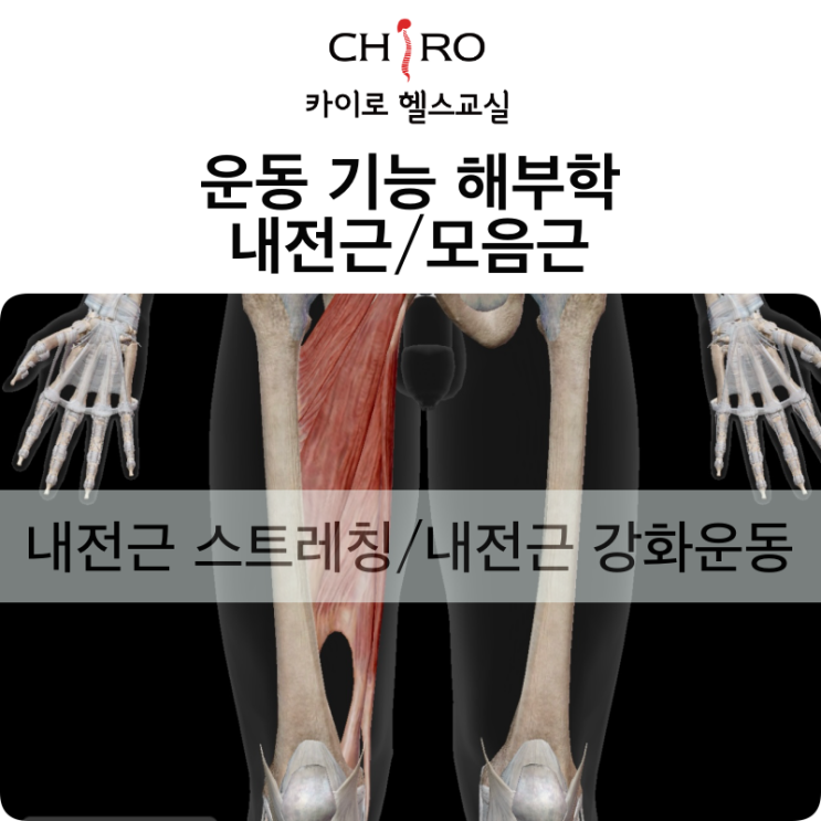 내전근모음근 기능 해부학 내전근 스트레칭과 내전근 운동 배우기무릎 강화 필수 네이버 블로그