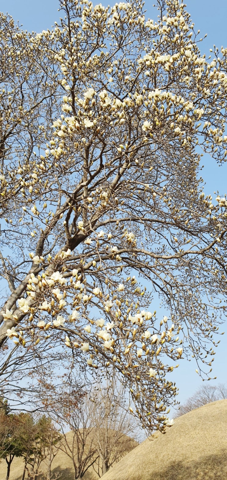경주 날씨 확연한 봄날 산수유, 목련꽃이 벌써 피었다 2023. 03.10 : 네이버 블로그