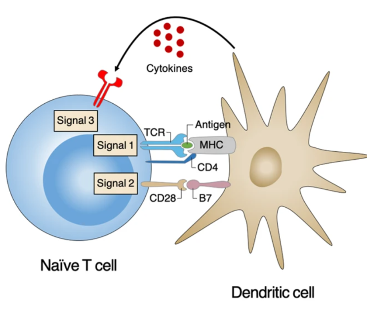 제 10화 - T cell activation (part.1) : 네이버 블로그