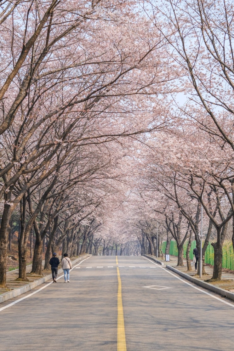 2023 용인 벚꽃 개화 예상 시기 용인 죽전 기흥 벚꽃 명소 추천 네이버 블로그