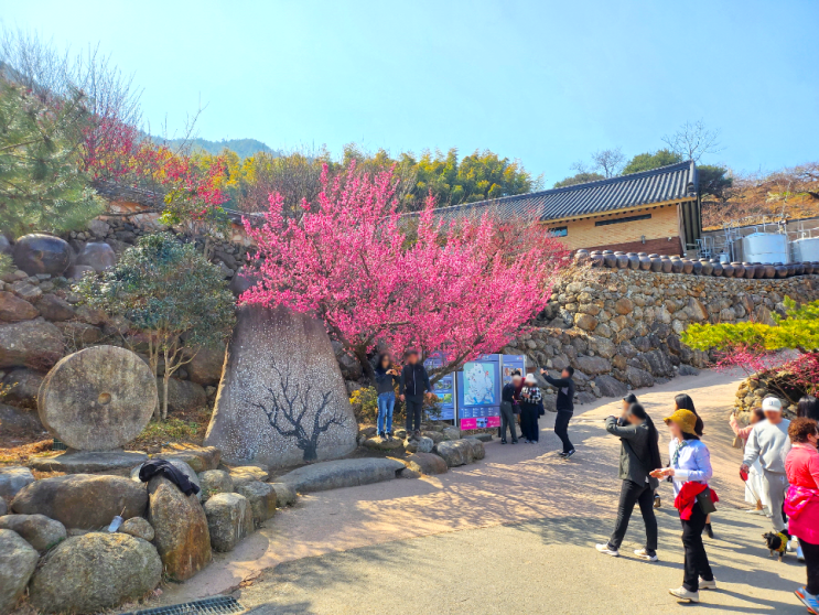 광양 매화마을 개화시기 2023 광양매화꽃축제 주차장 미리보기 네이버 블로그